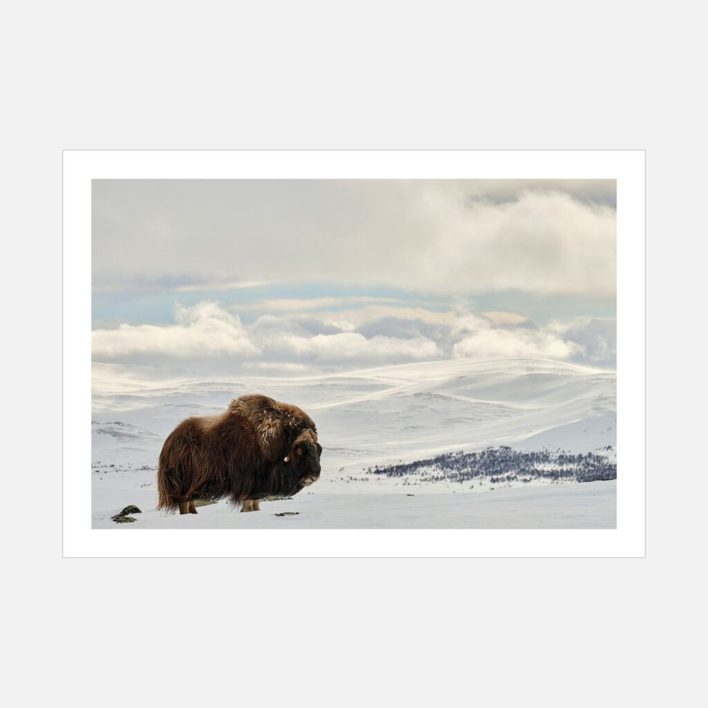 The Home of Muskox - Michal Krause