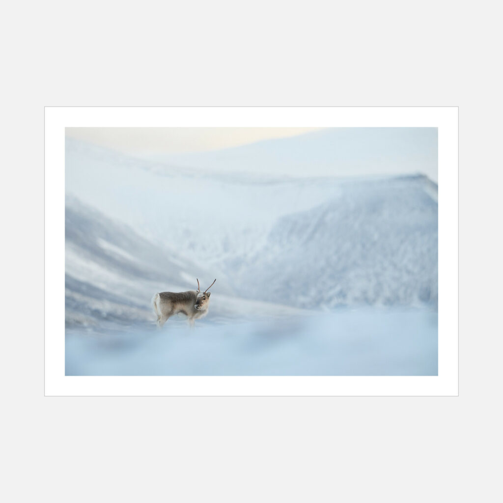 The Home of Reindeer - Michal Krause